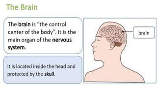Science4-Q2-L1 (The Brain).pptx