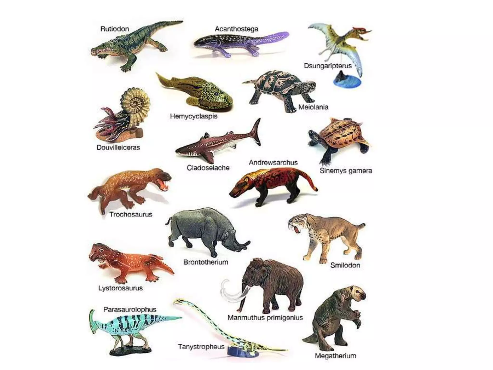 Science Animals Then and Now Philippine Wild Life Animal Reproduction ...