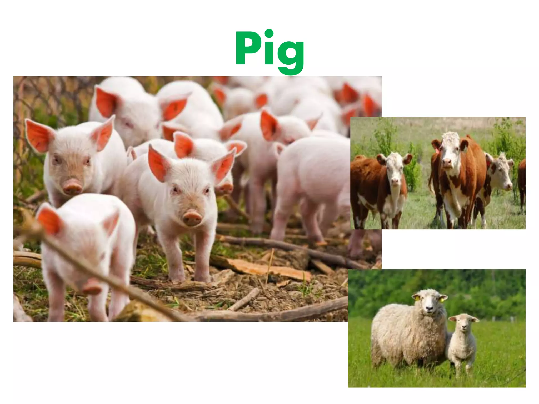 Science Animals Then and Now Philippine Wild Life Animal Reproduction ...