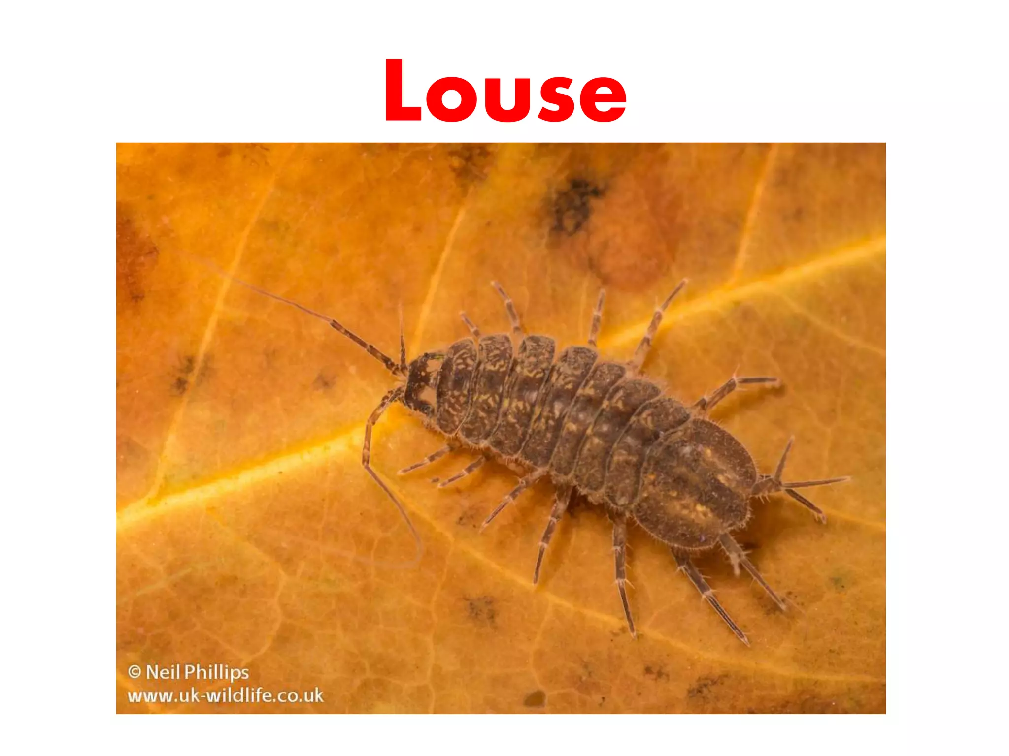 Science Animals Then and Now Philippine Wild Life Animal Reproduction ...