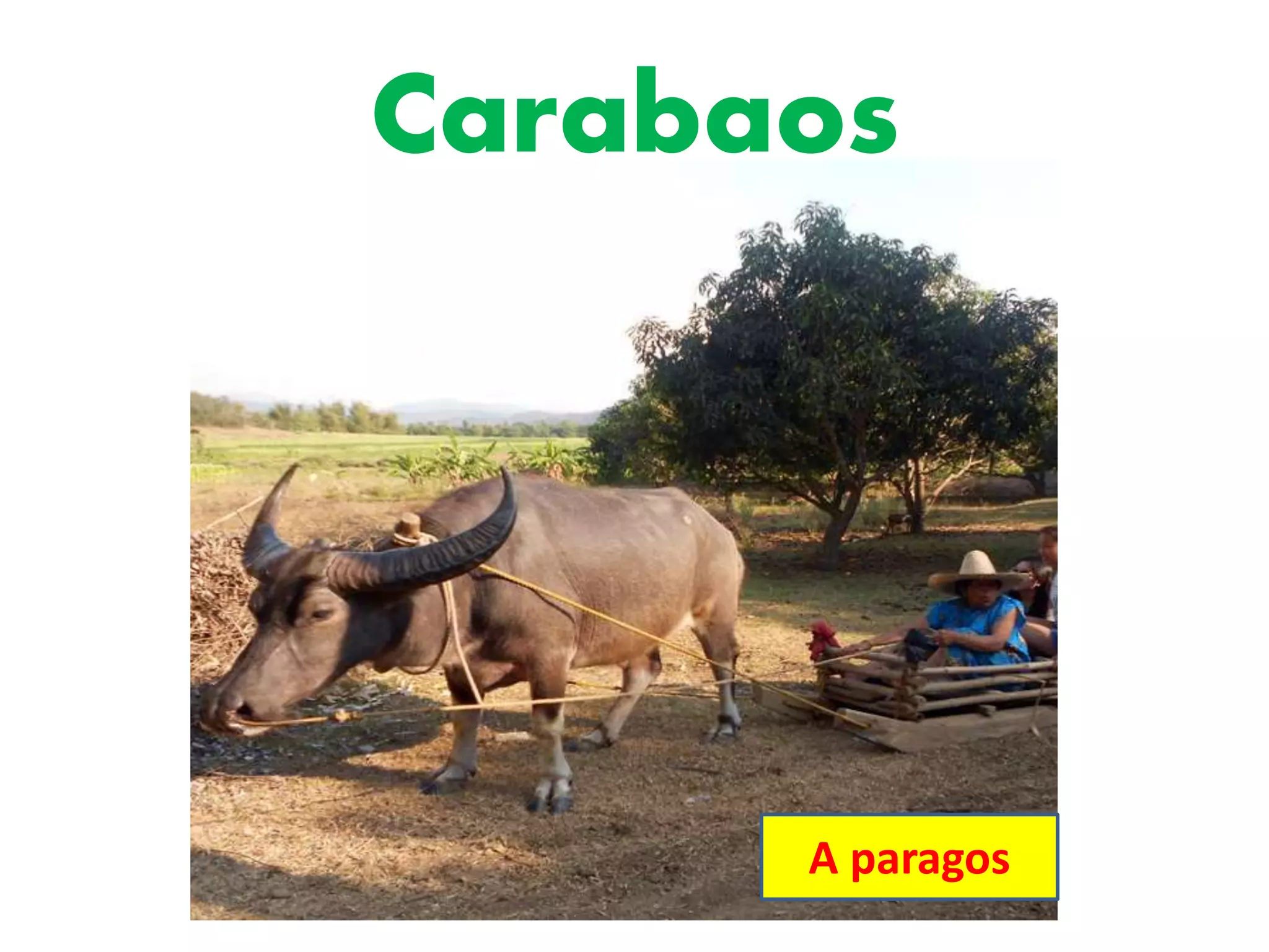 Science Animals Then and Now Philippine Wild Life Animal Reproduction ...