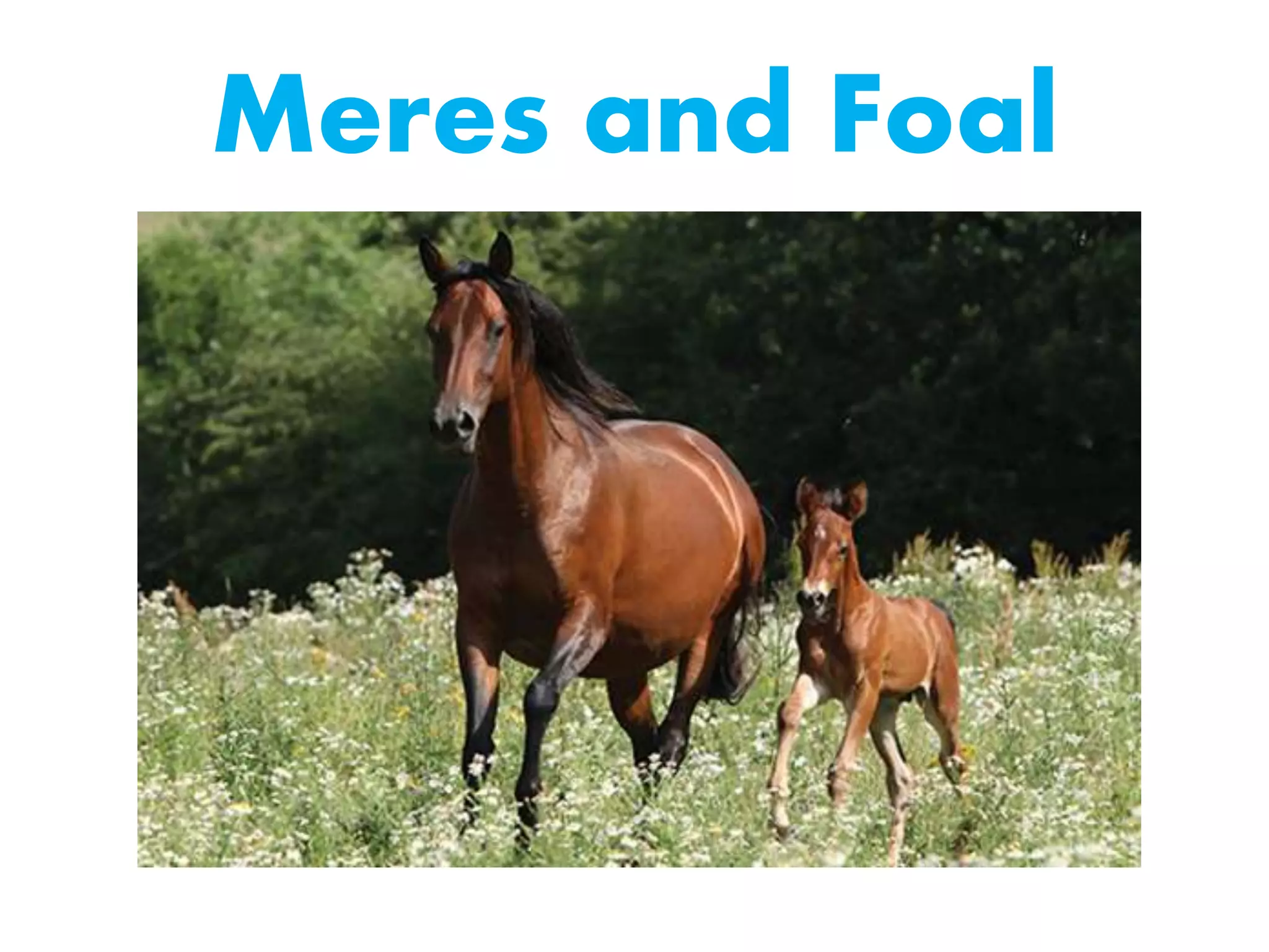 Science Animals Then and Now Philippine Wild Life Animal Reproduction ...