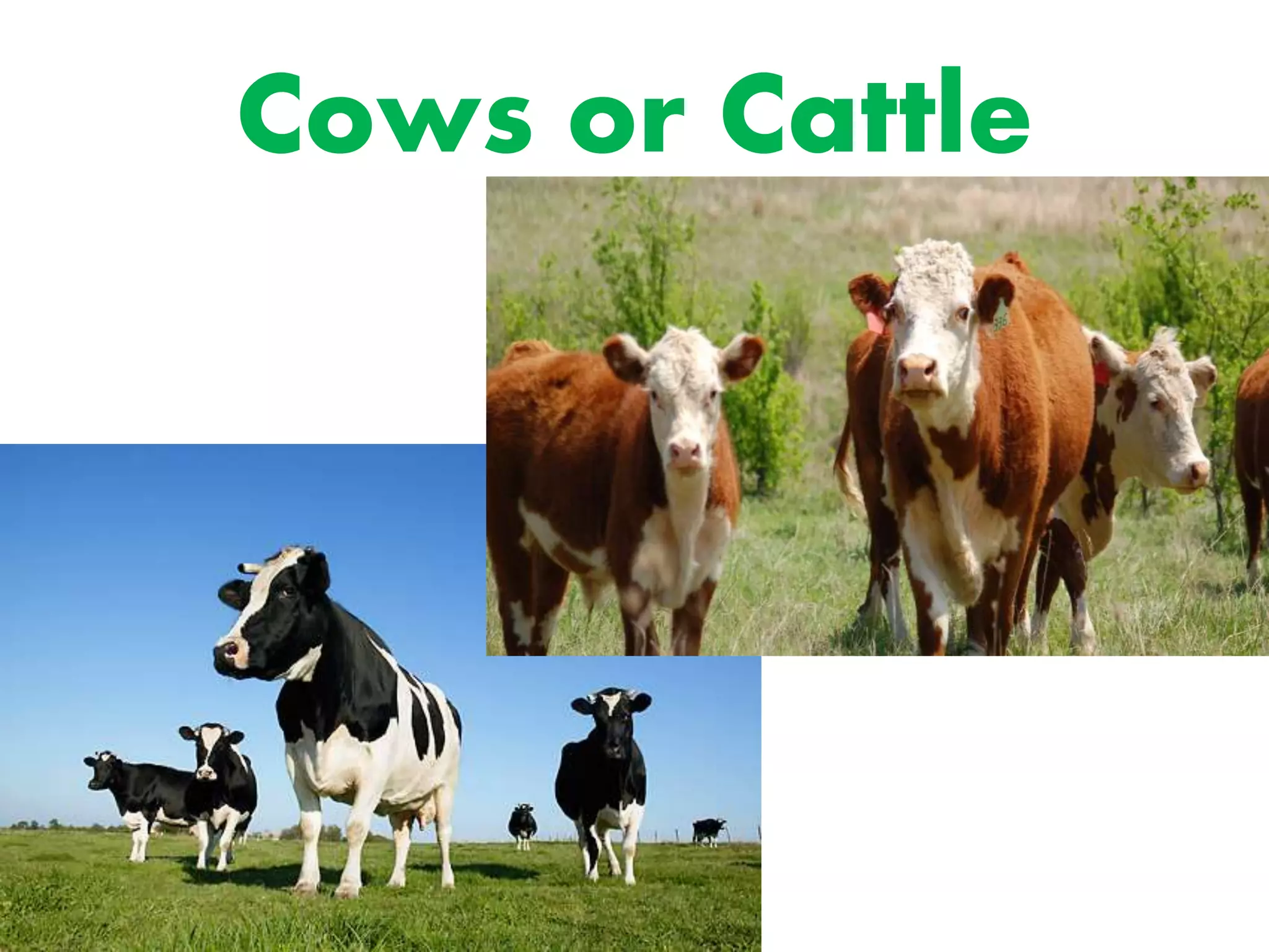 Science Animals Then and Now Philippine Wild Life Animal Reproduction ...