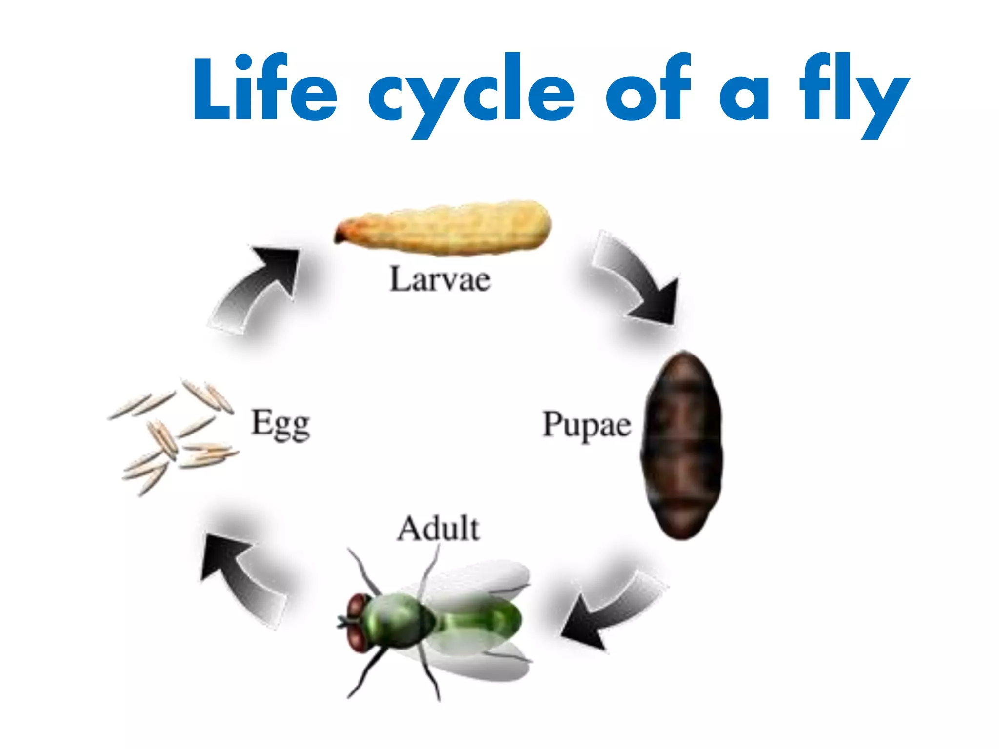 Science Animals Then and Now Philippine Wild Life Animal Reproduction ...