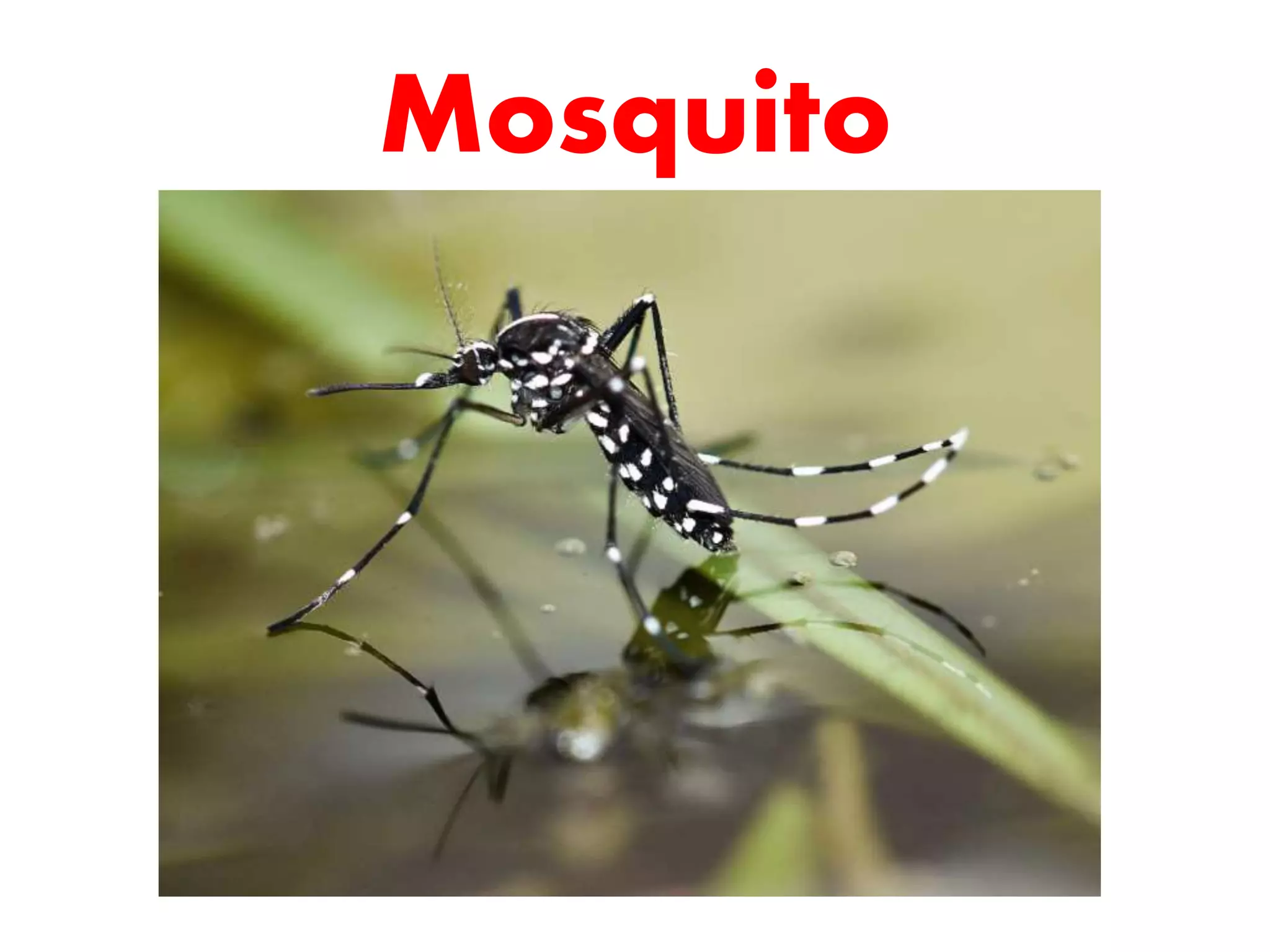 Science Animals Then and Now Philippine Wild Life Animal Reproduction ...