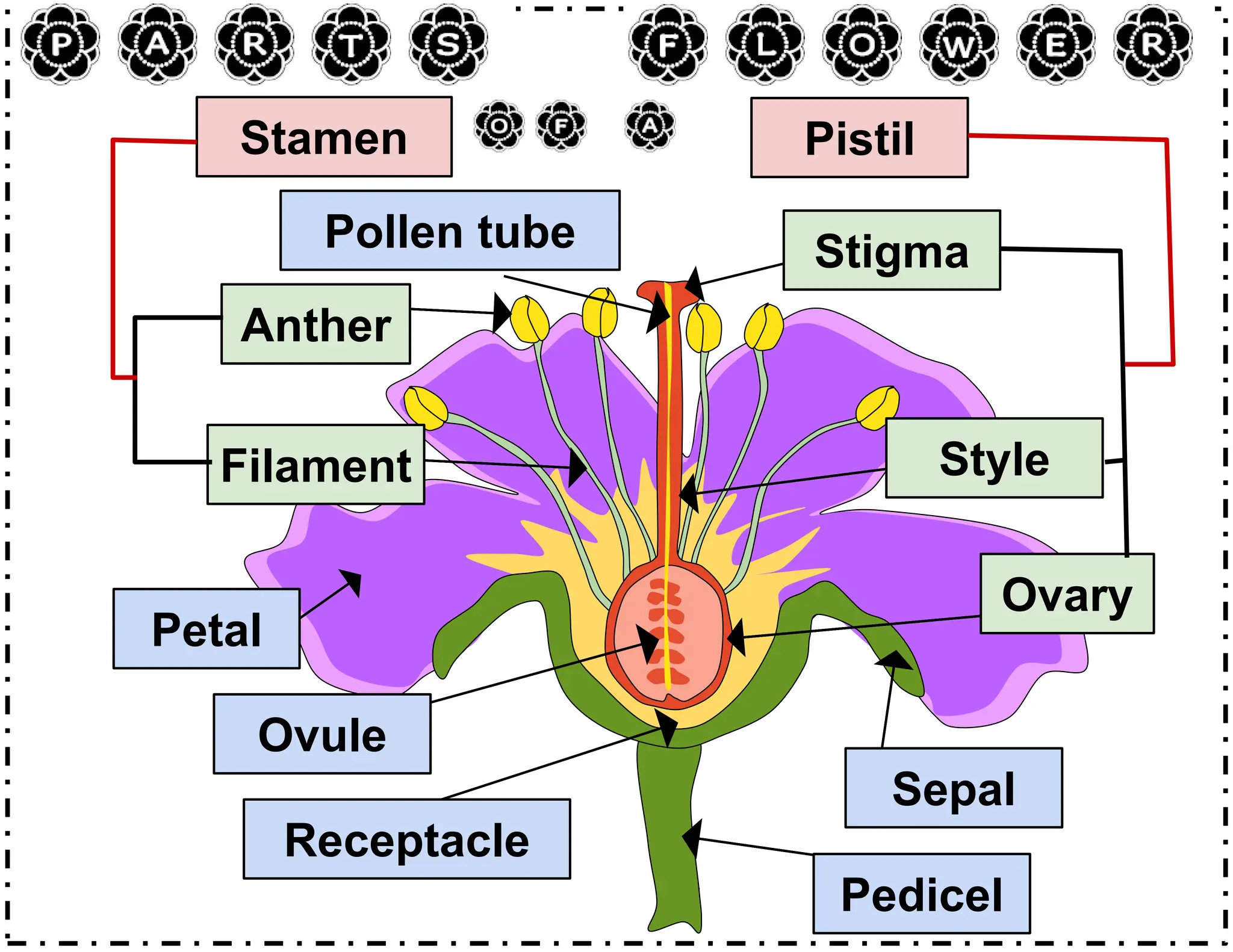 SCIENCE 4 PPT Q3 - parts of a flower.pptx