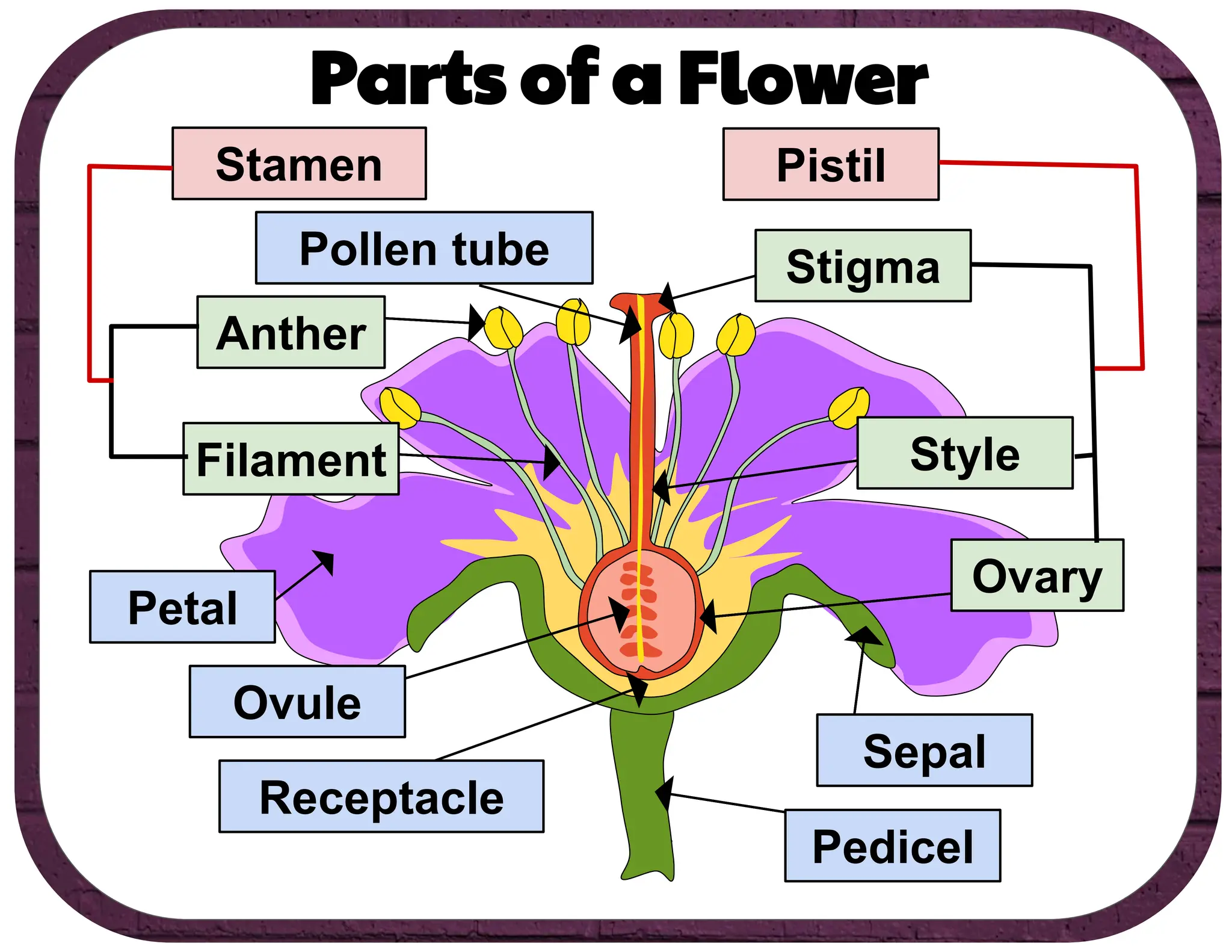 SCIENCE 4 PPT Q3 - parts of a flower.pptx