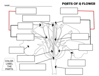 SCIENCE 4 PPT Q3 - parts of a flower.pptx
