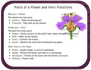 SCIENCE 4 PPT Q3 - Flower Parts.pptx.pptx