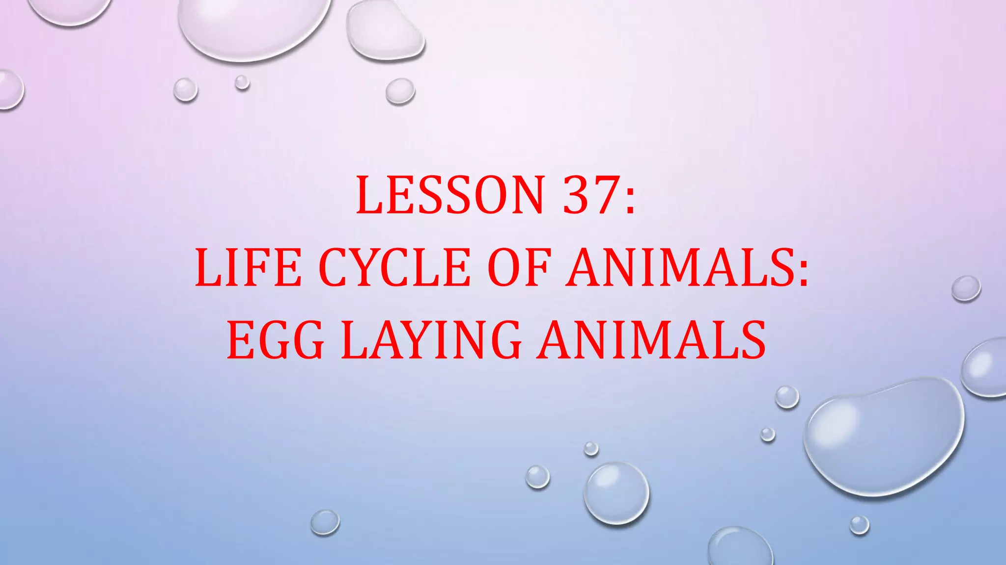 SCIENCE 4 PPT Q3 - Lesson 37-43 Life Cycle of Animals - Egg Laying ...