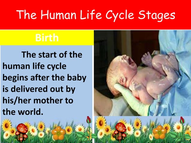 Science 4 Q2 Lesson 38 Life Cycle of Humans.pptx | Parenting Teens ...