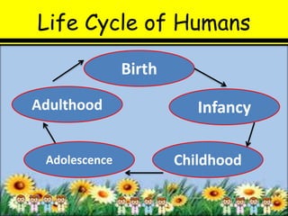 Science 4 Q2 Lesson 38 Life Cycle of Humans.pptx | Parenting Teens ...