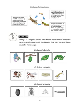Grasshopper Life Cycle Worksheet