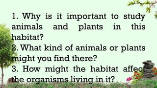 SCIENCE 4 Q2W5 PPT.pptx Lesson About Plnts and animals and their ...