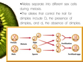 Genetics (5.1) | PPT