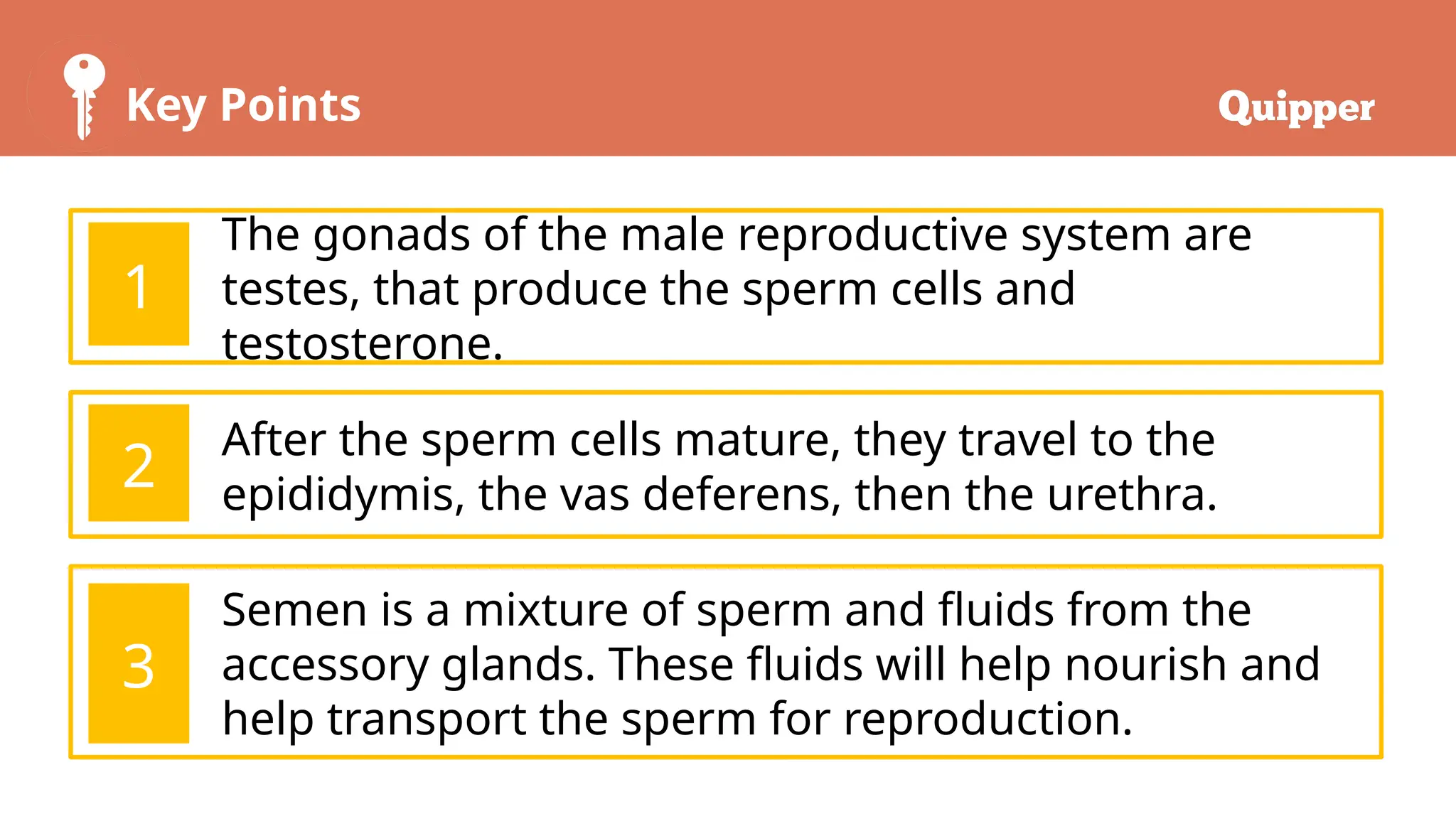 Science 5 4.1 The Male Reproductive System.pptx
