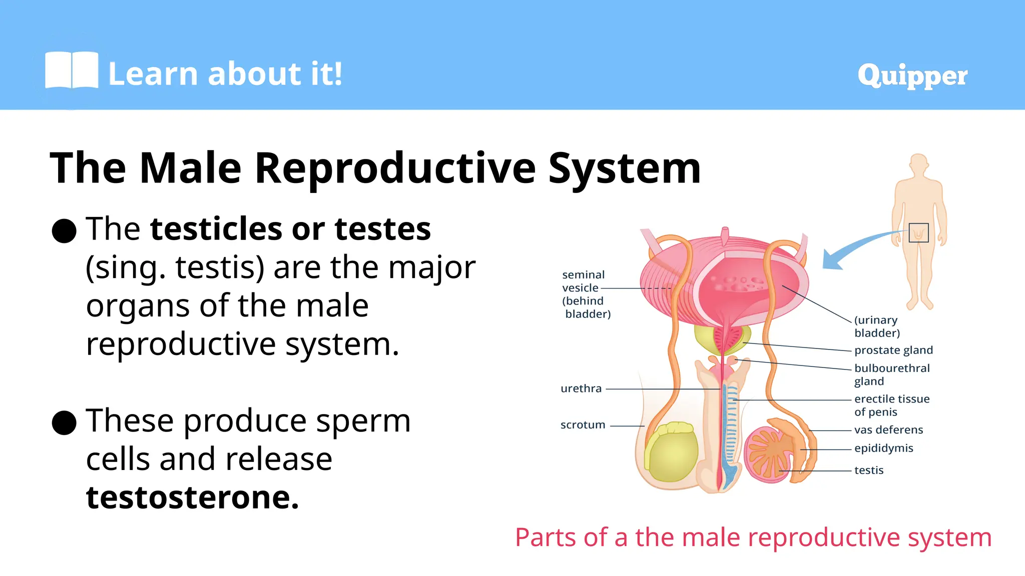 Science 5 4.1 The Male Reproductive System.pptx