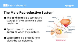 Science 5 4.1 The Male Reproductive System.pptx