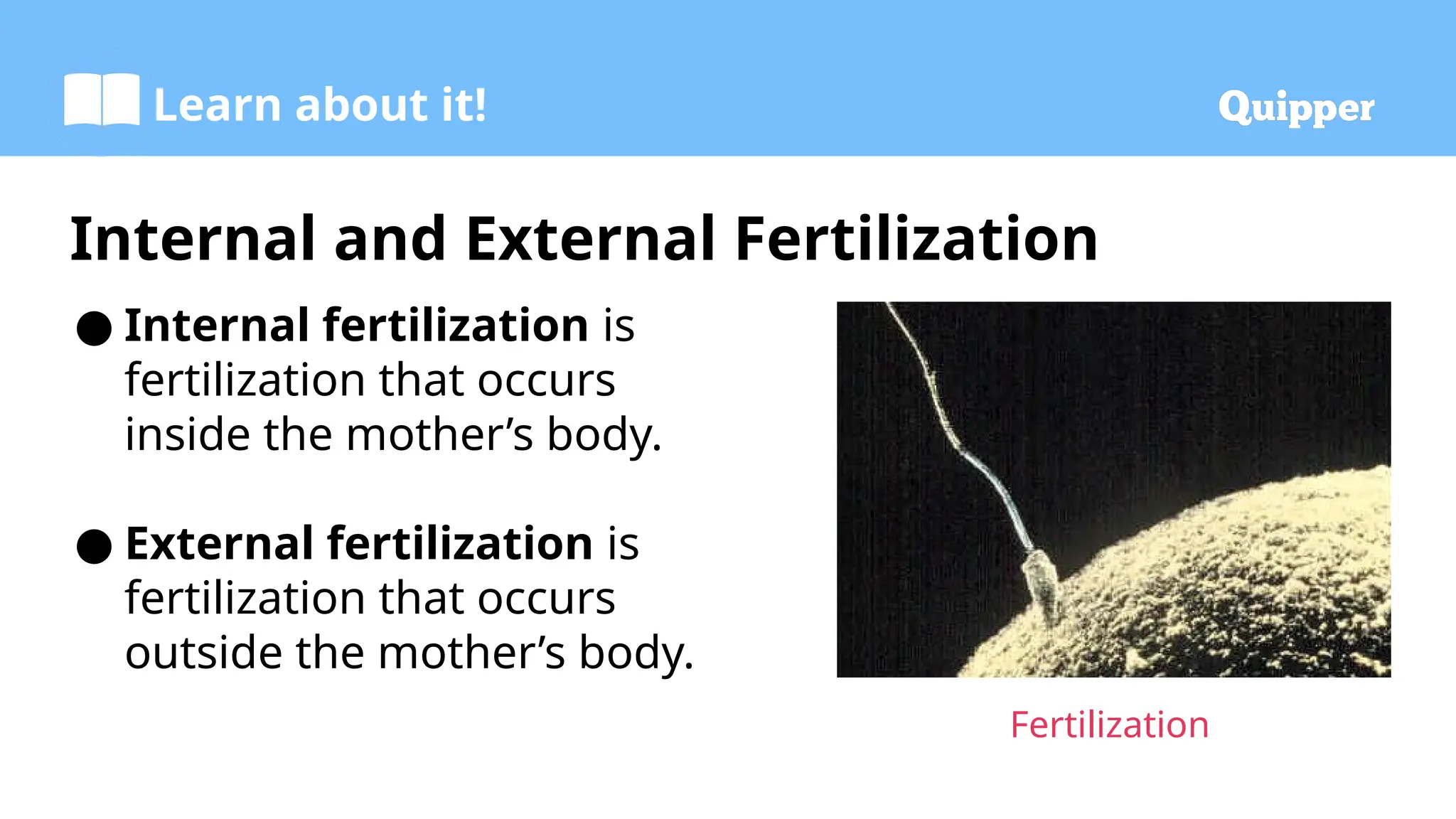 Science 5 5.1 Animals That Are Born Alive.pptx