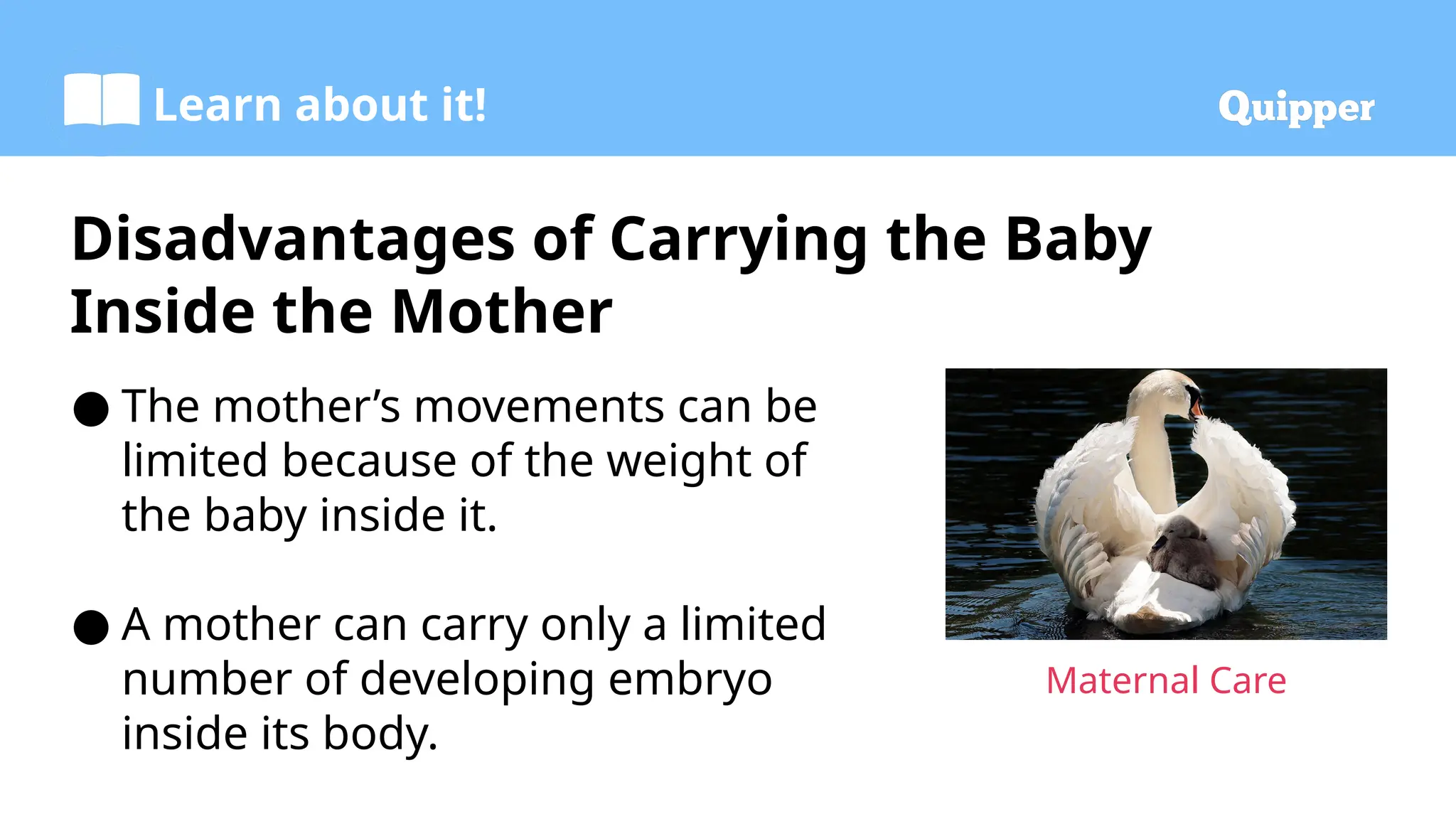 Science 5 5.1 Animals That Are Born Alive.pptx