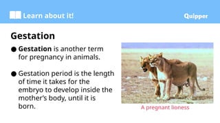 Science 5 5.1 Animals That Are Born Alive.pptx