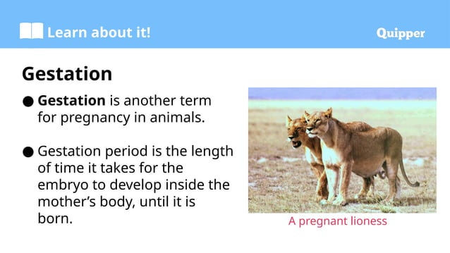 Science 5 5.1 Animals That Are Born Alive.pptx | Pregnancy ...