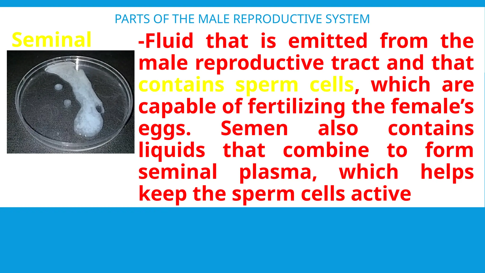 science grade 5 the human reproductive system.pptx