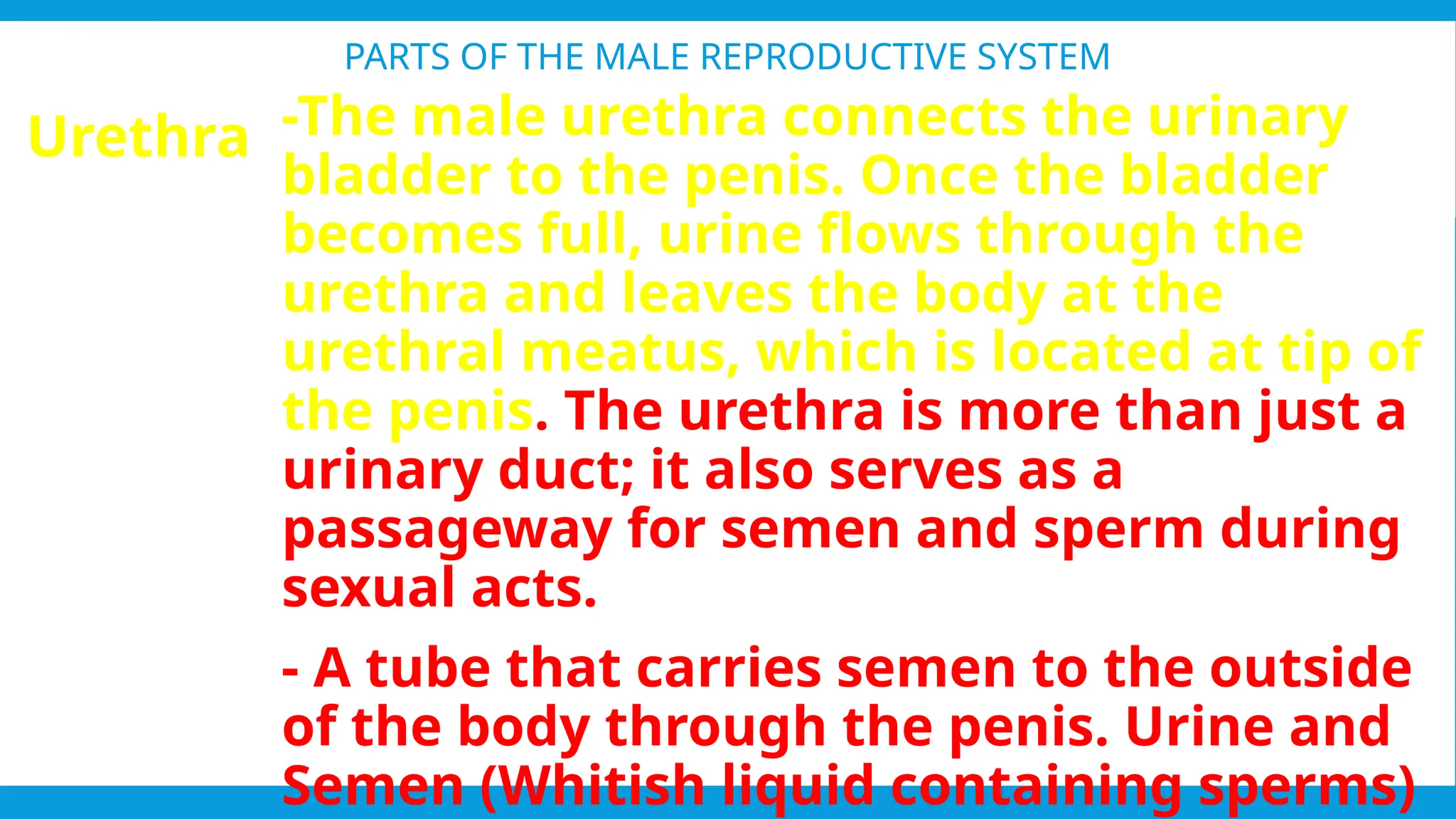 science grade 5 the human reproductive system.pptx