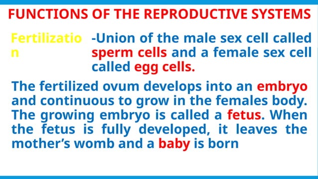 science grade 5 the human reproductive system.pptx | Pregnancy ...