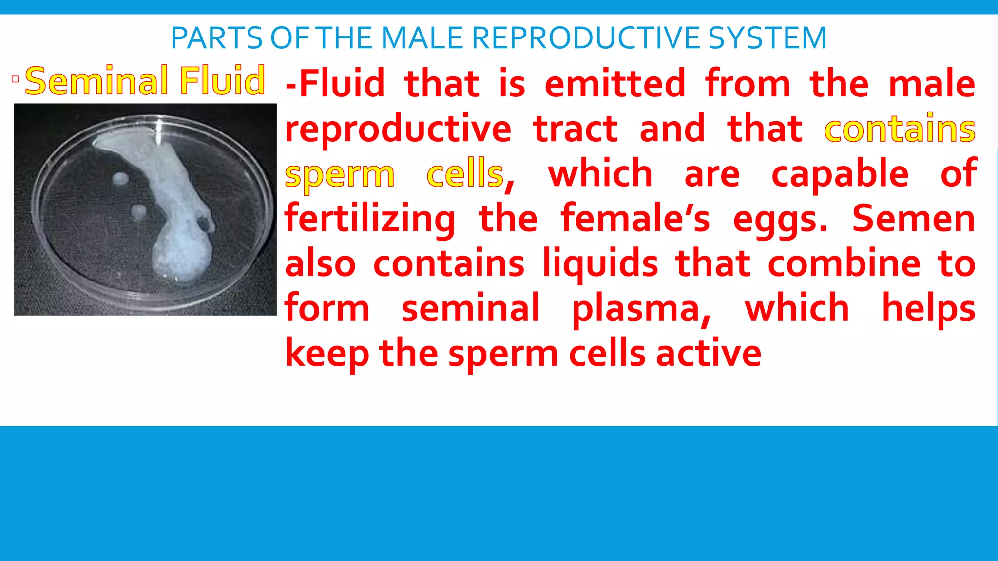 SCIENCE 5 Human Reproductive System.pptx