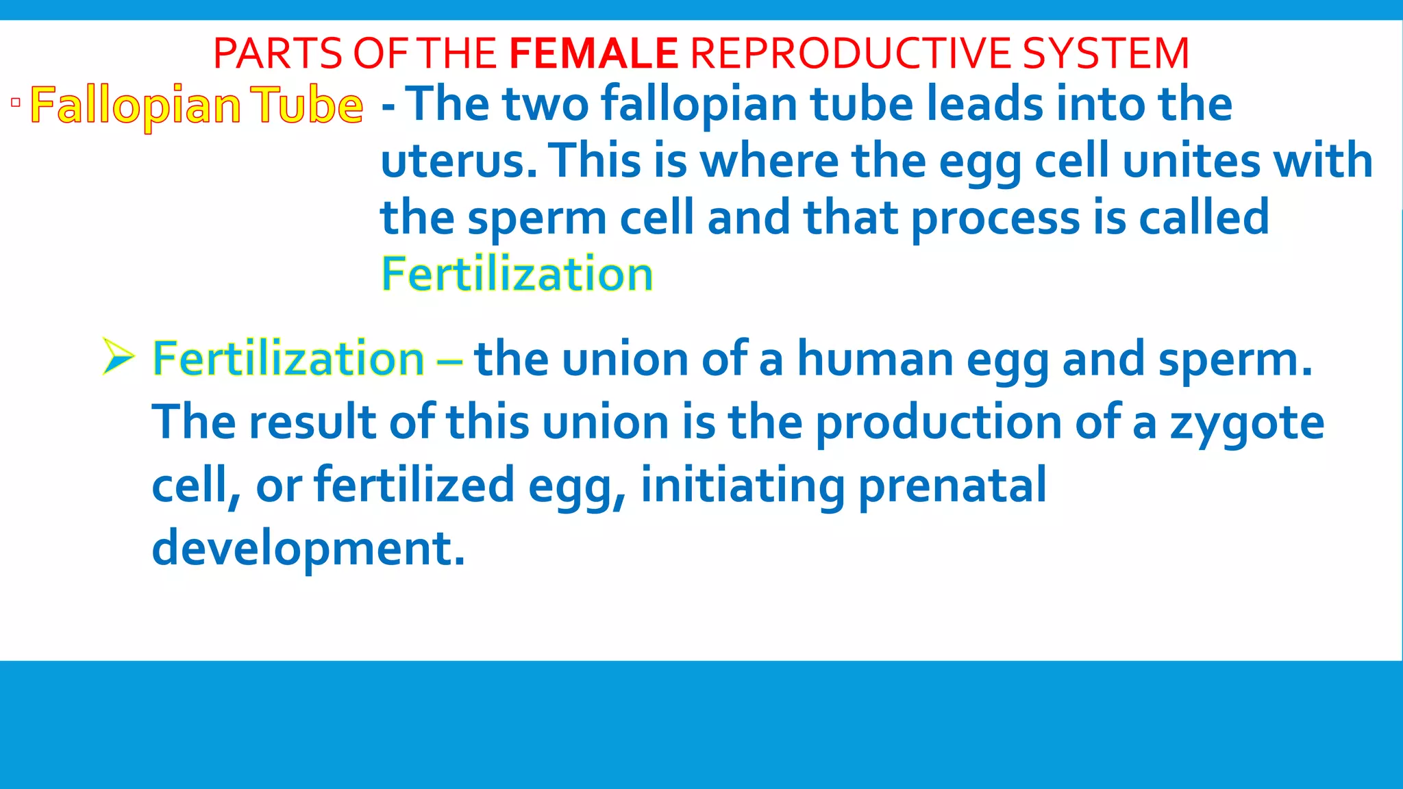 SCIENCE 5 Human Reproductive System.pptx
