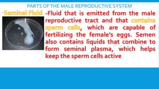 SCIENCE 5 Human Reproductive System.pptx