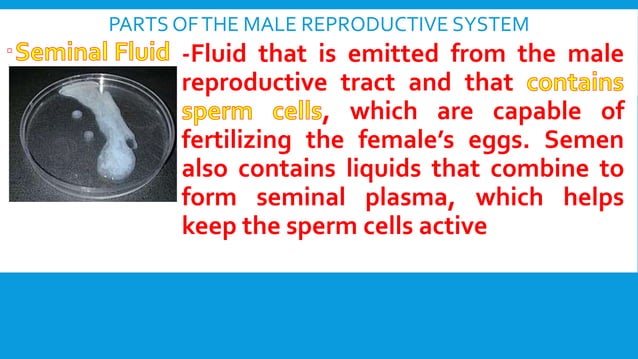 SCIENCE 5 Human Reproductive System.pptx | Infertility | Reproductive ...