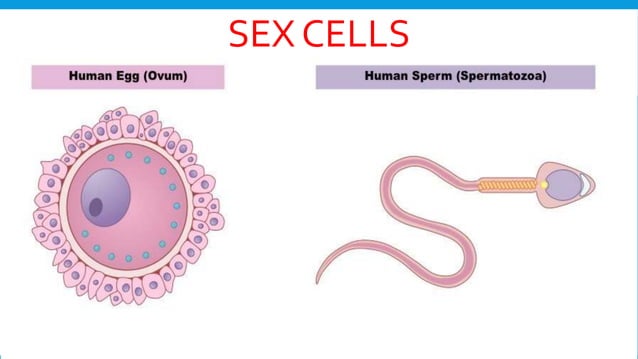 SCIENCE 5 Human Reproductive System.pptx | Infertility | Reproductive ...