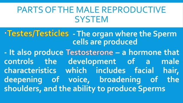 SCIENCE 5 Human Reproductive System.pptx | Infertility | Reproductive ...