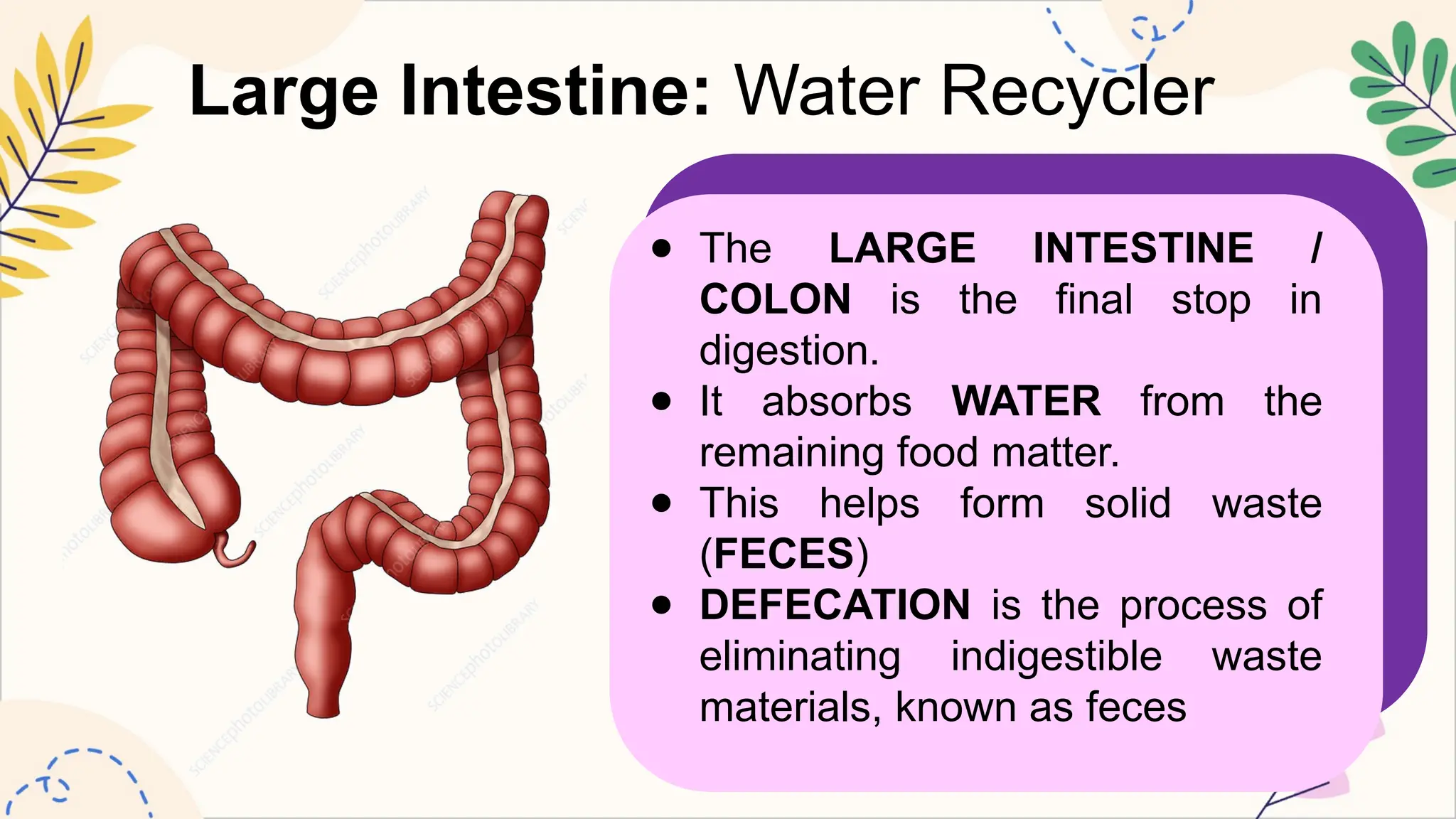 SCIENCE5 Q2 1B. identify from pictures and labeled diagrams the parts ...