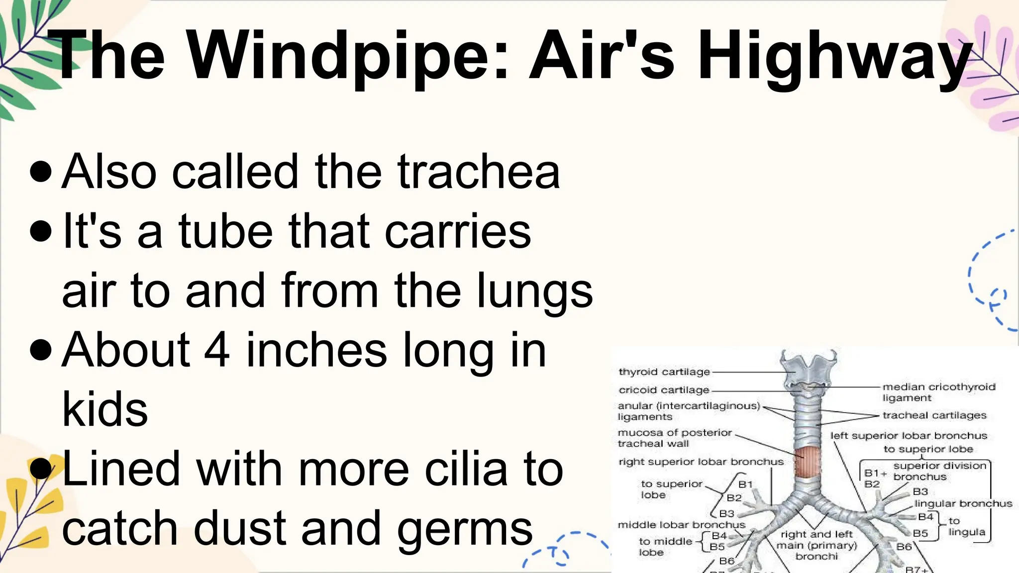 SCIENCE5 Q2 2. identify from pictures and diagrams the parts of the ...