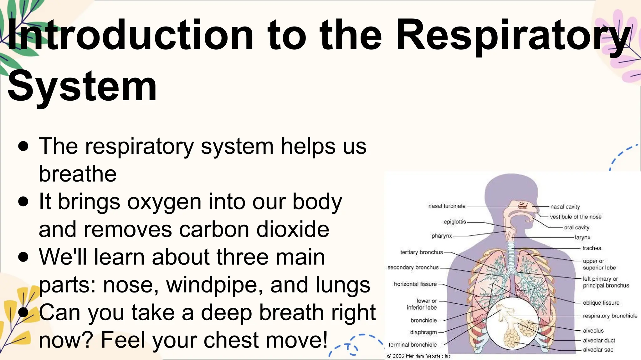SCIENCE5 Q2 2. identify from pictures and diagrams the parts of the respiratory system .pptx