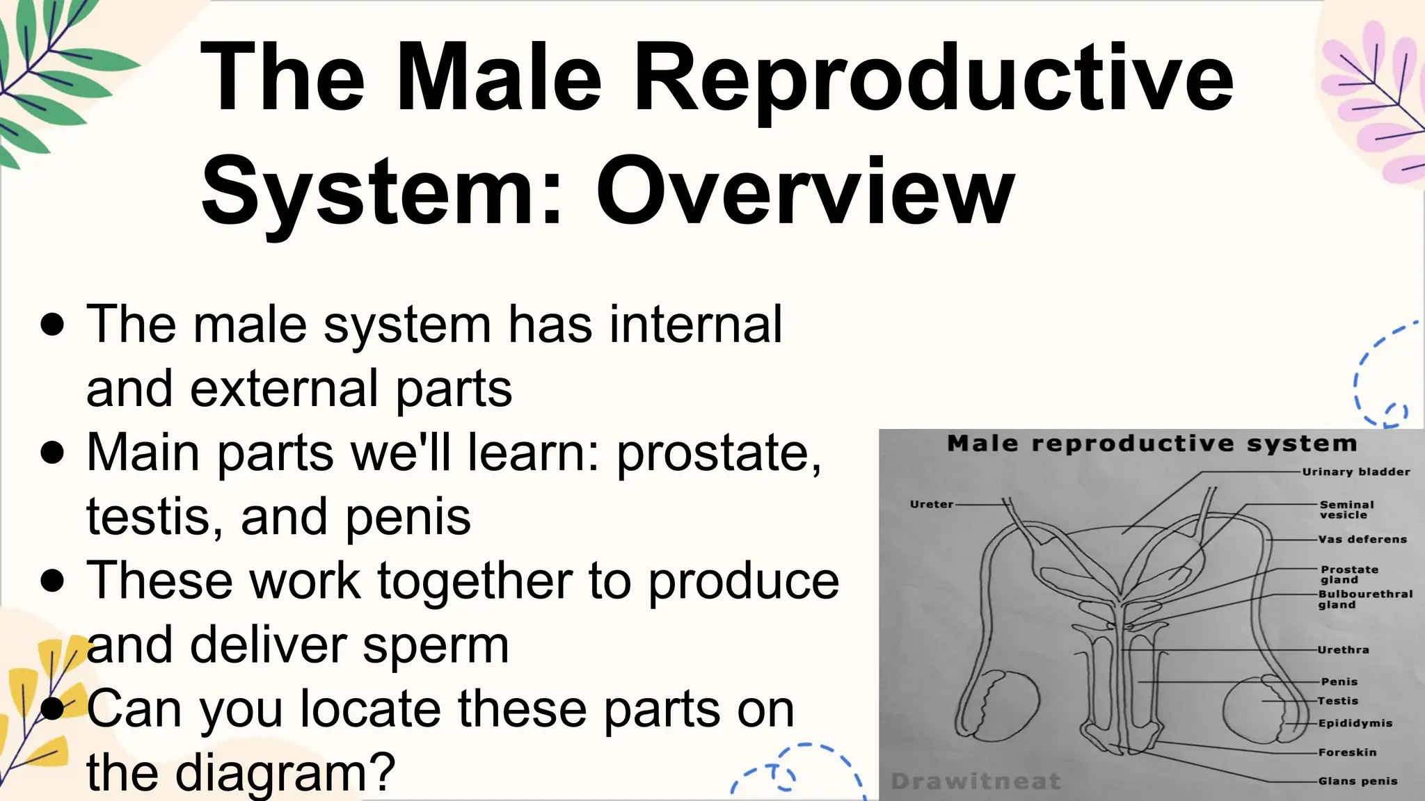 SCIENCE5 Q2 3 identify from pictures and labeled diagrams the parts of ...