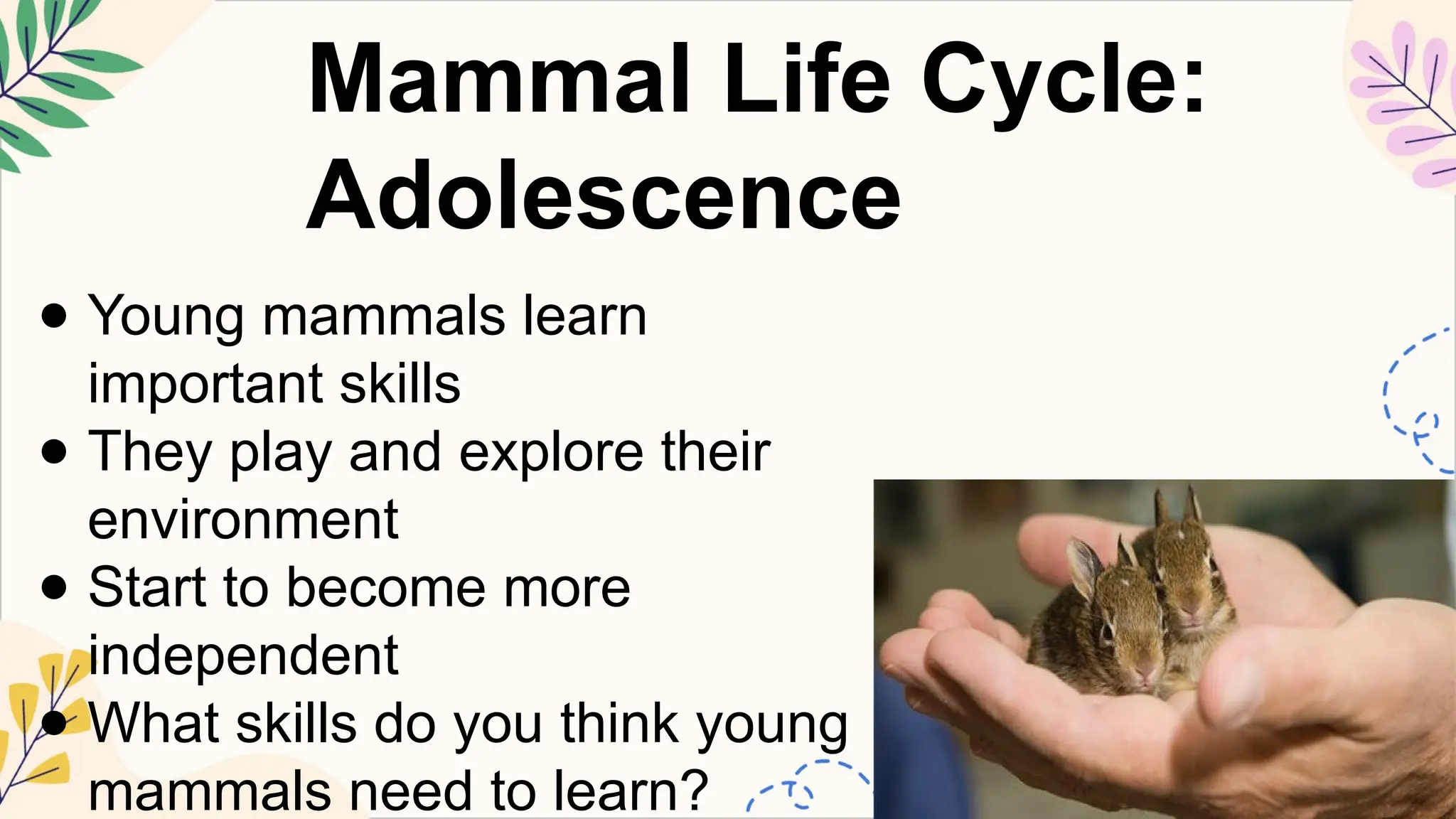 SCIENCE5 Q2 6 compare the life cycles of mammals from birth to ...