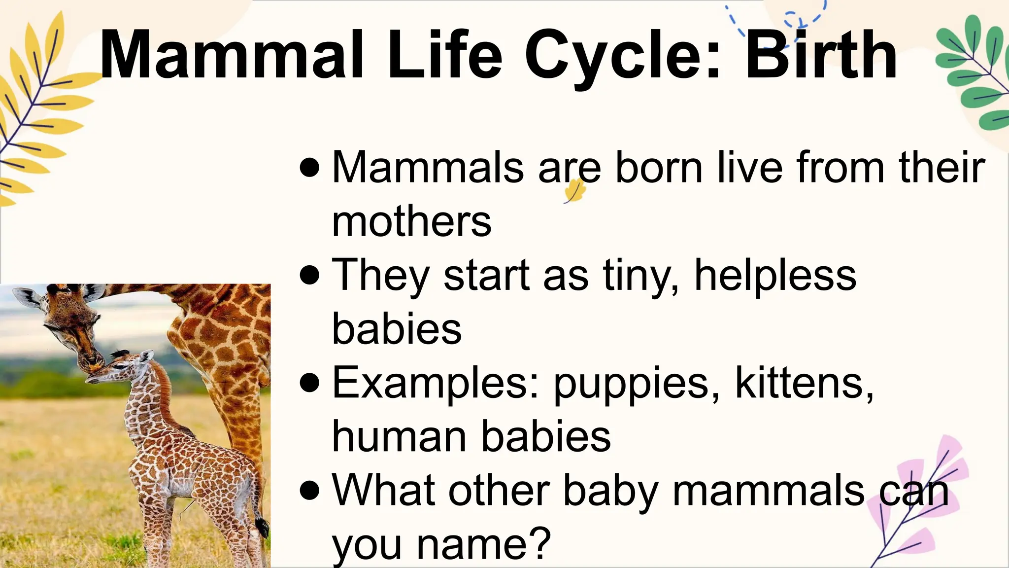 SCIENCE5 Q2 6 compare the life cycles of mammals from birth to ...