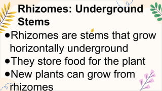 SCIENCE5 Q2 7 describe the purpose of specialized structures in plants ...