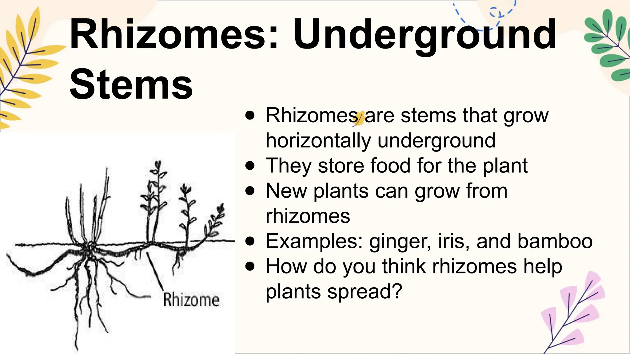 Rhizome Examples