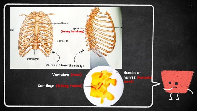 science 5 unit 1 part 1 skeletal and muscular system.pptx