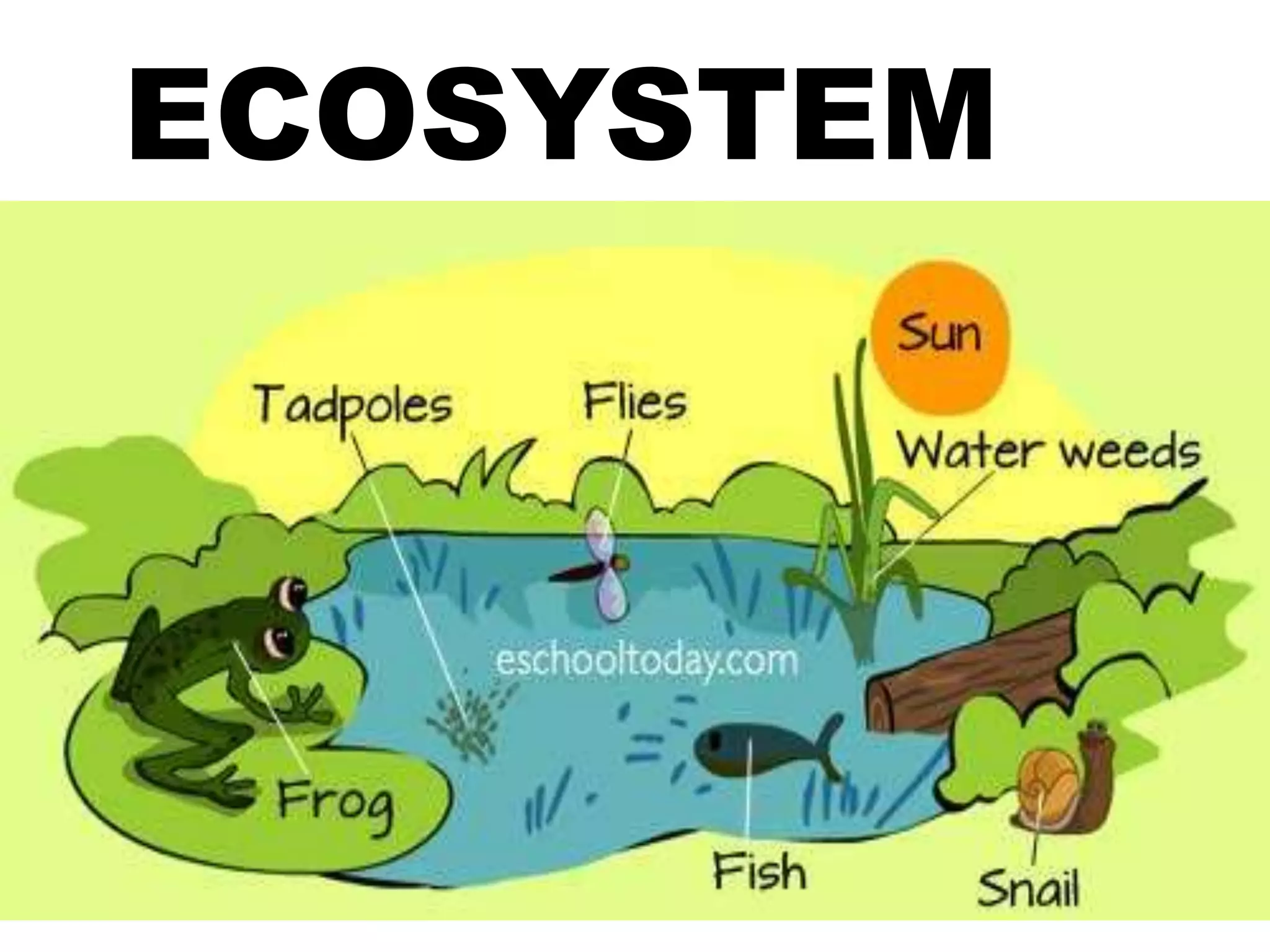 Science 6 Ecosytem Pptx Environment Science