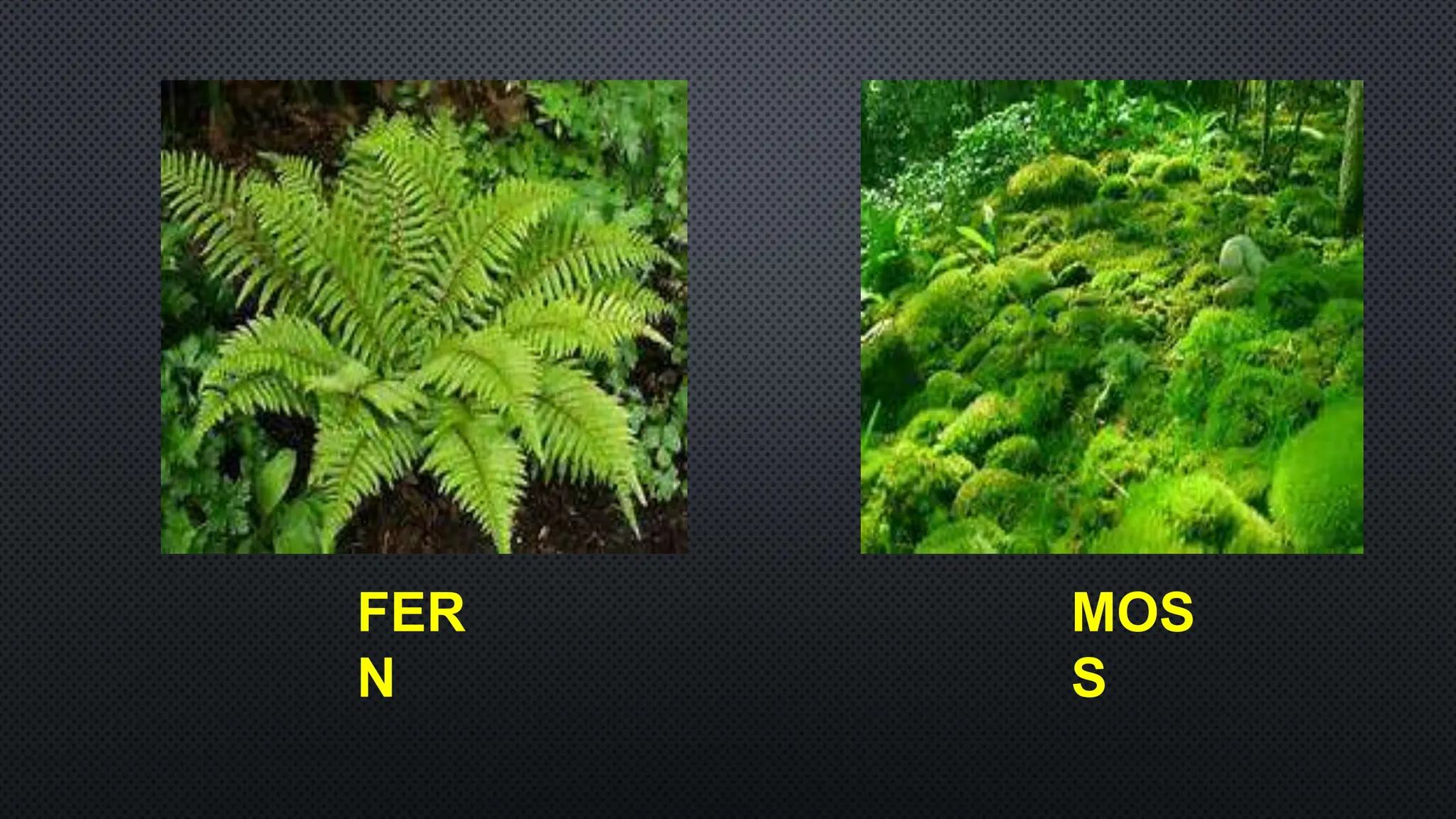 Science 6 Q2-W7-D1_Parts of Fern.pptx