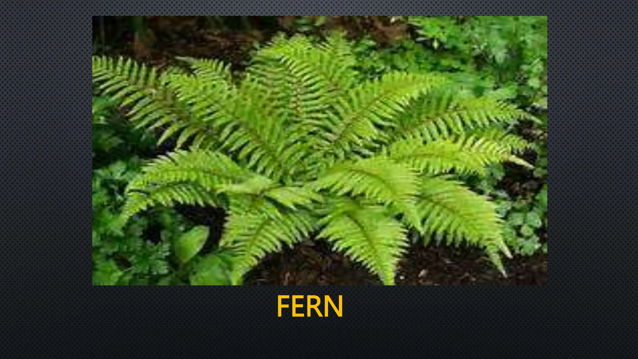 Science 6 Q2-W7-D1_Parts of Fern.pptx | Free Download