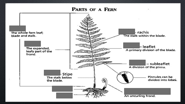 Science 6 Q2-W7-D1_Parts of Fern.pptx | Free Download