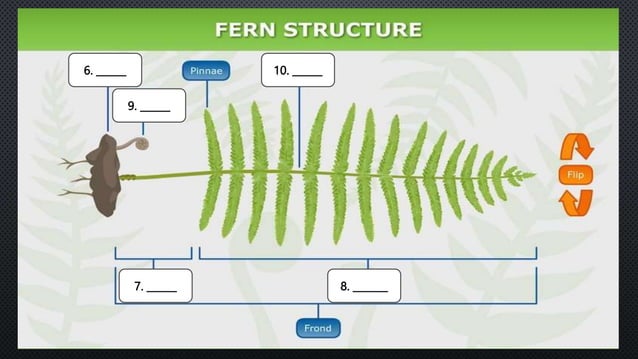 Science 6 Q2-W7-D1_Parts of Fern.pptx | Free Download