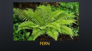 Science 6 Q2-W7-D1_Parts of Fern.pptx